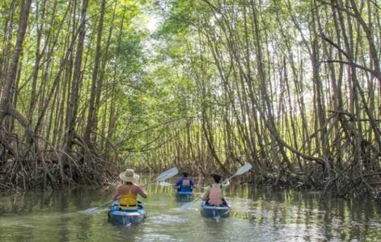 Costa Rica Mangroves - The Importance of Mangrove Forest in Costa Rica ...
