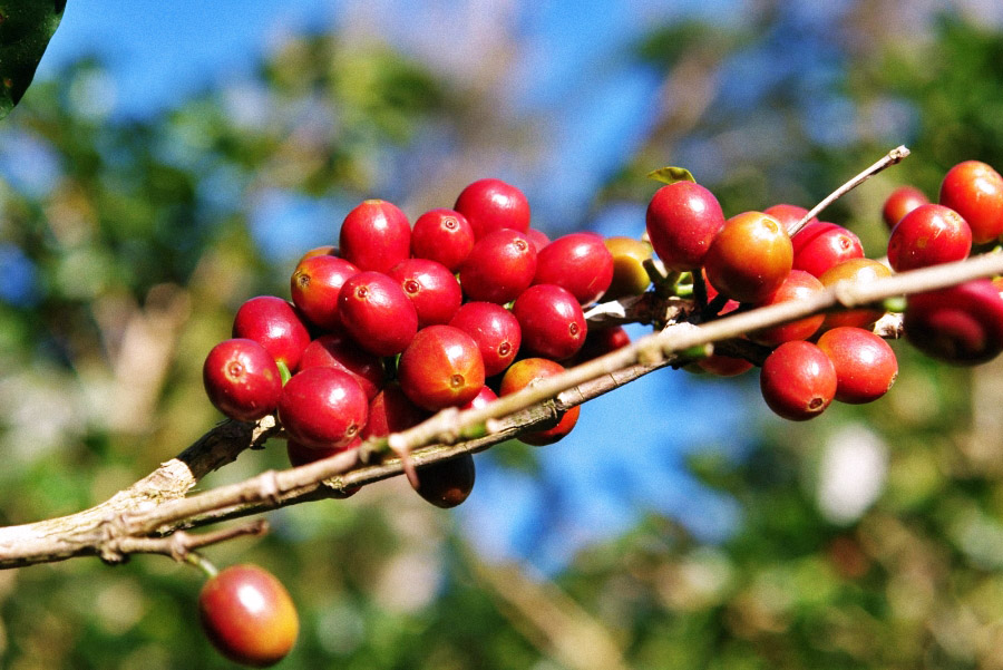 Café Geisha Galardonado en Panamá | Lo mejor de Panamá - The Real Deal ...