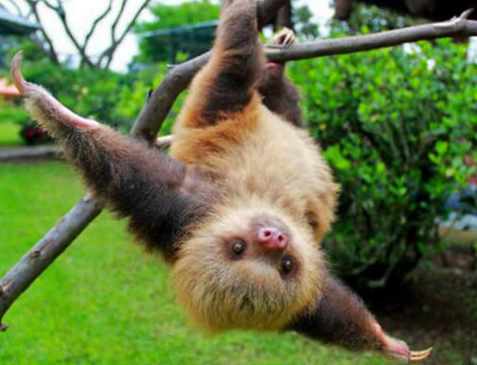 Sloths in Central America | Fastinating FAQs & Fun Facts About Sloths