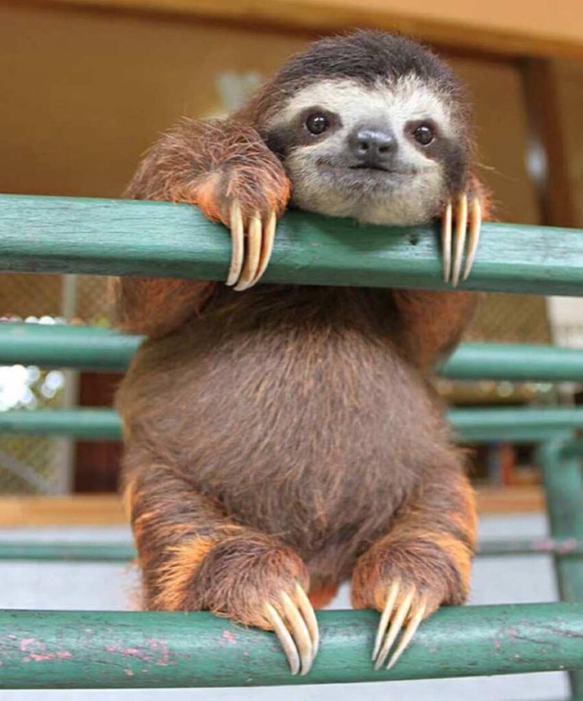Sloths in Central America | Fastinating FAQs & Fun Facts About Sloths