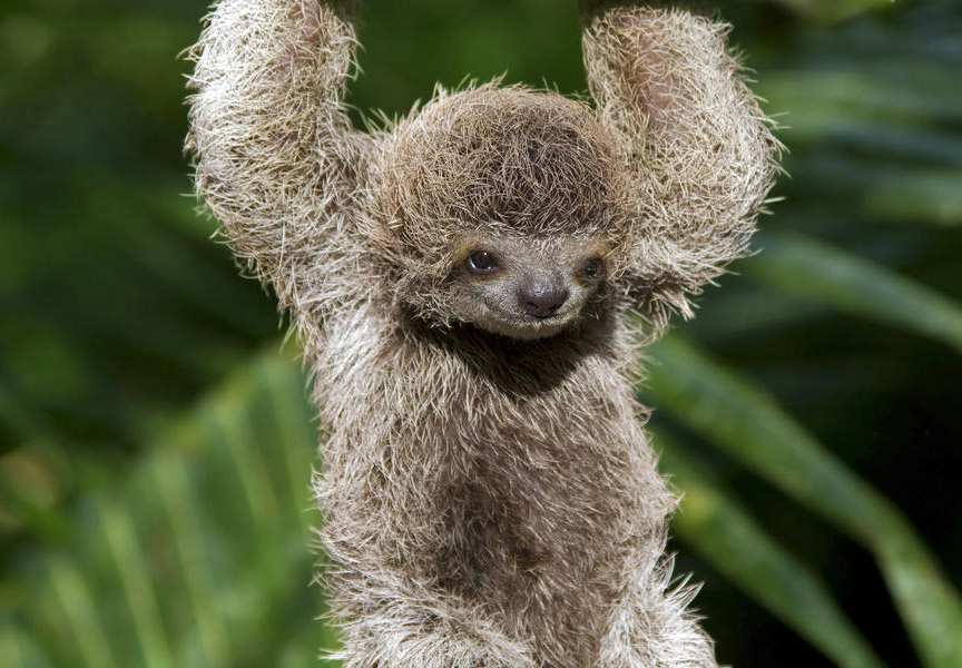 Sloths in Central America | Fastinating FAQs & Fun Facts About Sloths