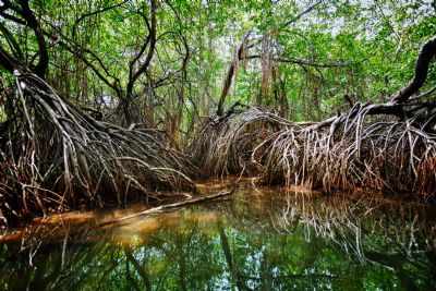 Costa Rica Mangroves - The Importance of Mangrove Forest in Costa Rica ...