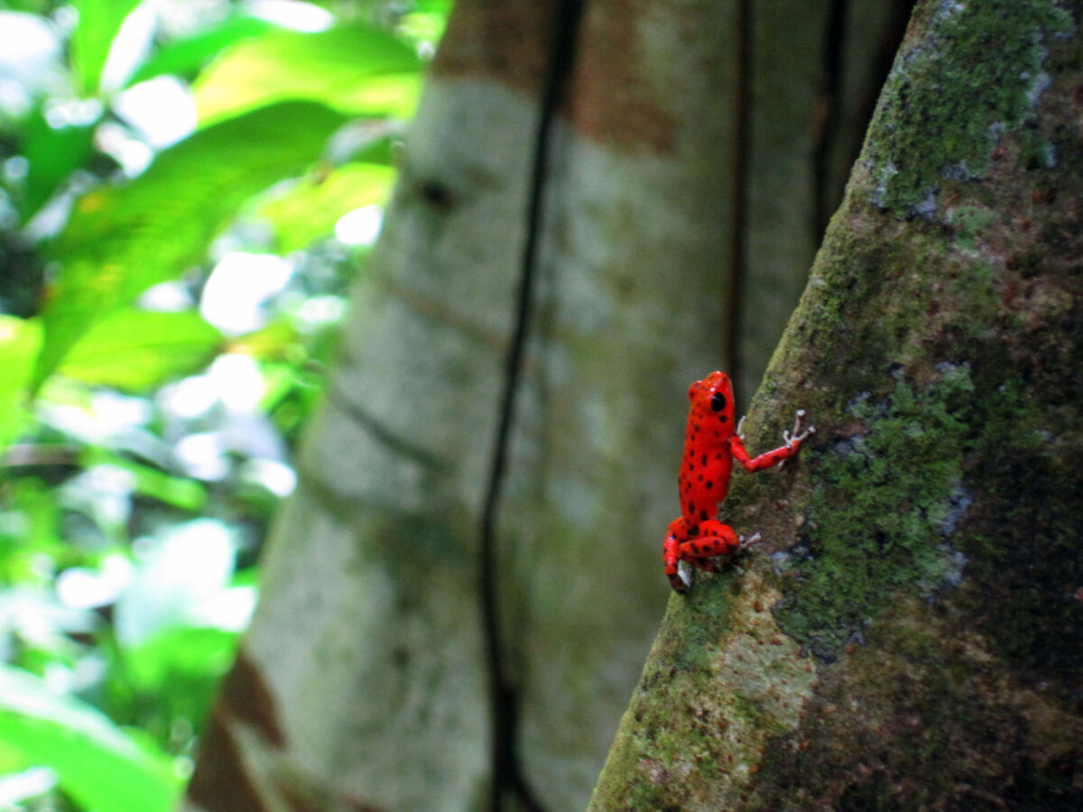 Red Frog Beach Canopy Bocas Del Toro - Real Deal Team Experience