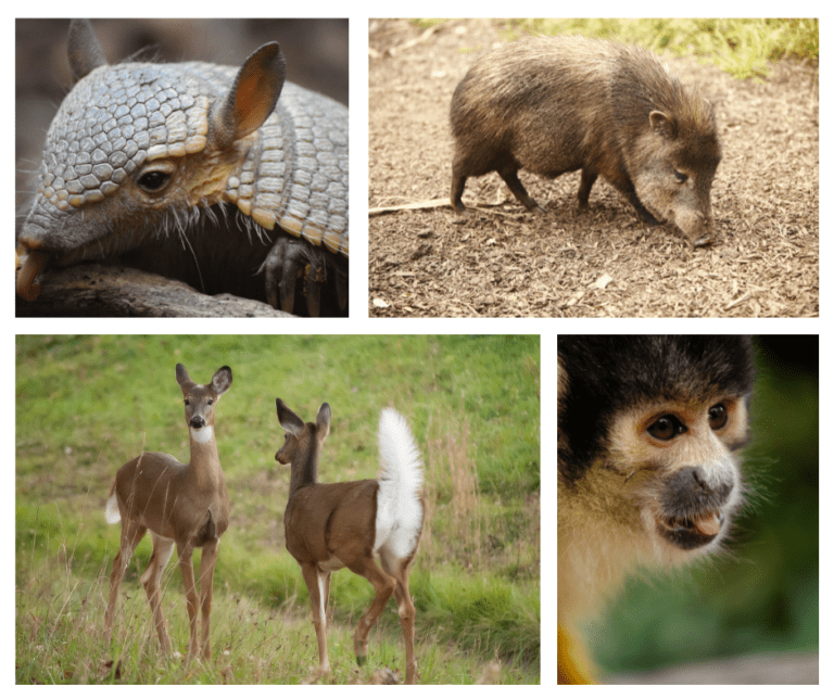 Tortuga Island Tours: The Ultimate Guide to Isla Tortuga, Costa Rica ...