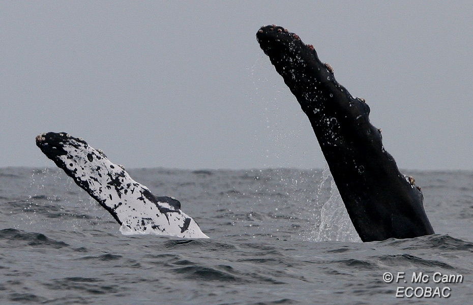 Avistamiento de Ballenas en Puerto Vallarta & Riviera Nayarit Mexi